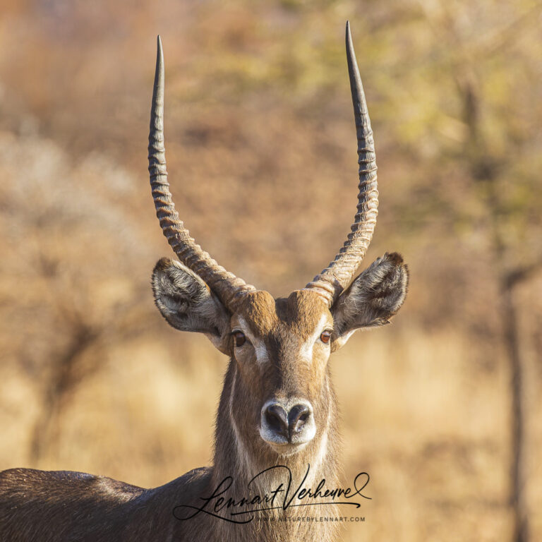 Ungulates of Africa – Nature by Lennart