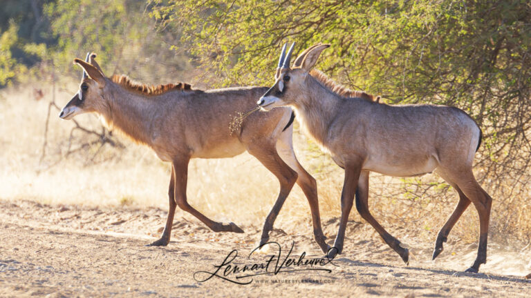 Ungulates of Africa – Nature by Lennart