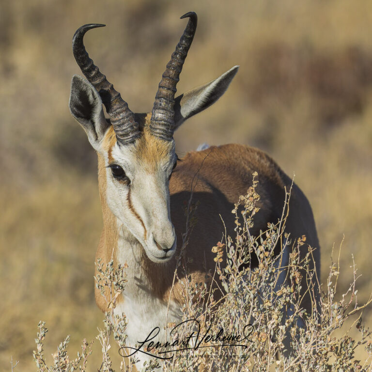 Ungulates of Africa – Nature by Lennart