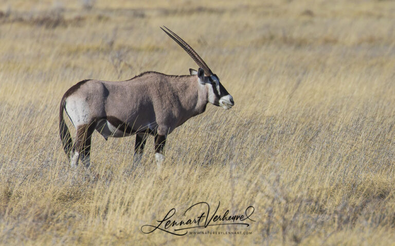 Ungulates of Africa – Nature by Lennart