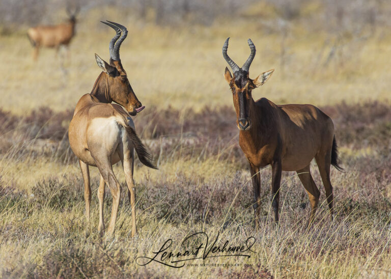 Ungulates of Africa – Nature by Lennart