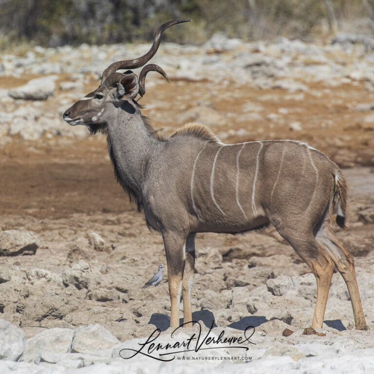 Ungulates of Africa – Nature by Lennart