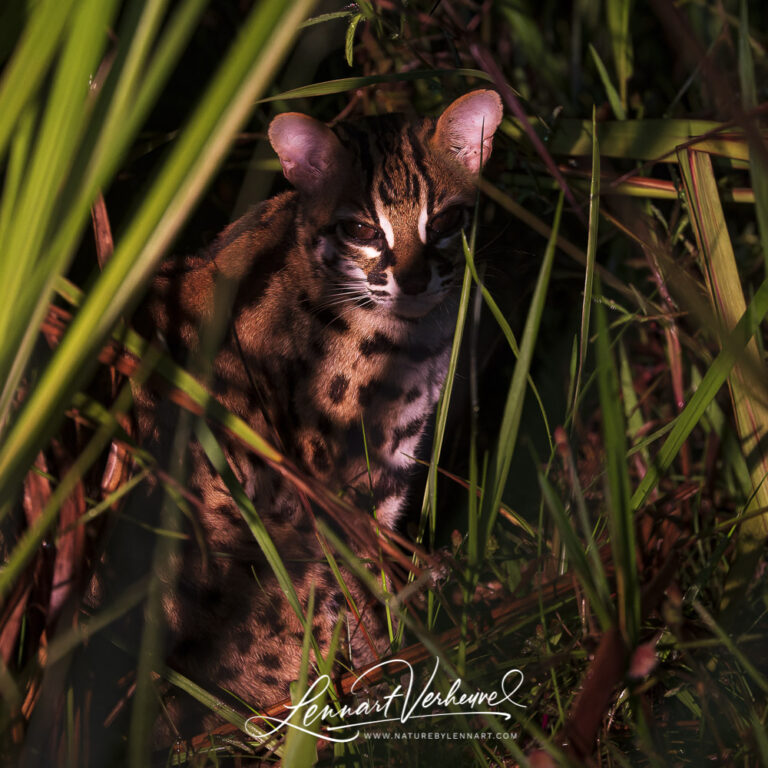Sunda Leopard Cat – Nature by Lennart