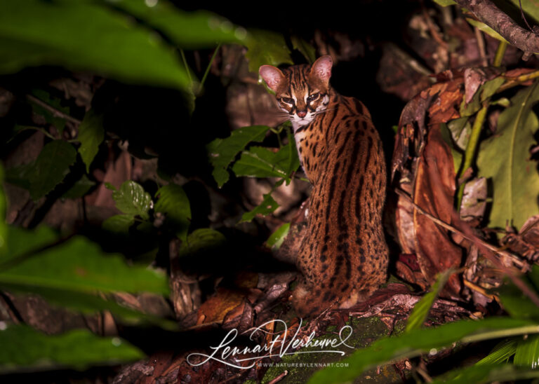 Sunda Leopard Cat – Nature by Lennart
