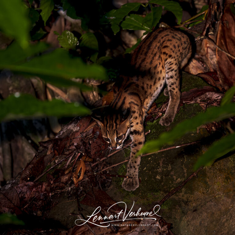 Sunda Leopard Cat – Nature by Lennart