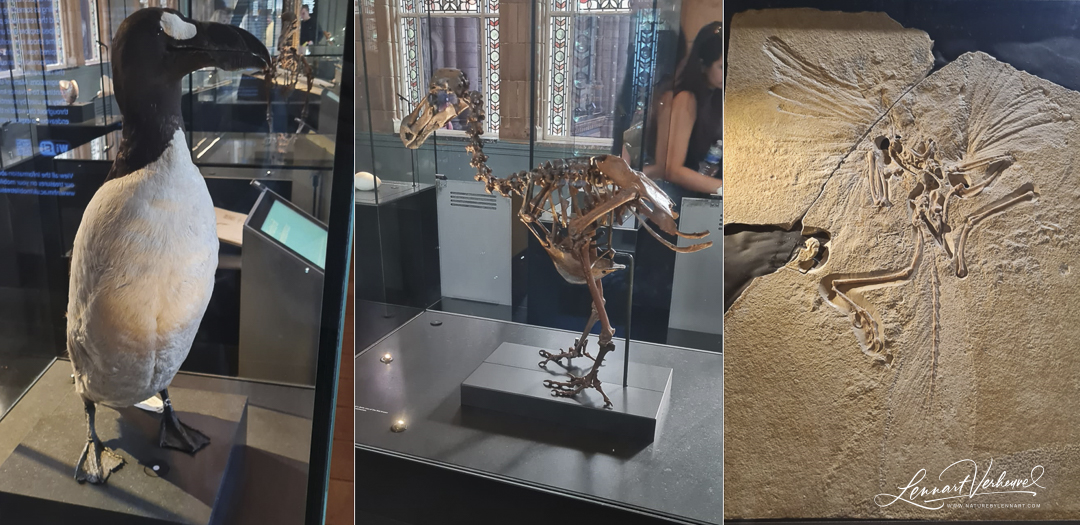 Wildlife Photographer of the Year 2023: the story behind the photo ...