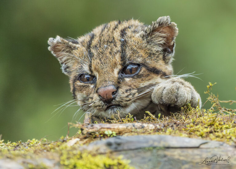 Up in the clouds: Finally Northern Oncilla! – Nature by Lennart